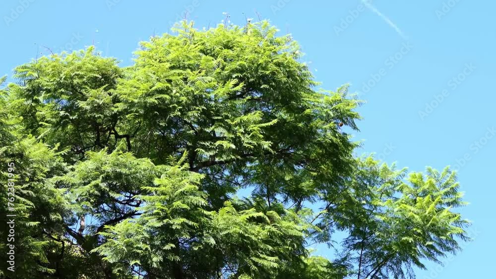 Jacaranda mimosifolia (blue jacaranda, black poui, or as the fern tree ...