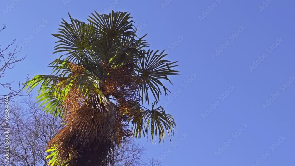 Trachycarpus fortunei, the Chinese windmill palm, windmill palm or ...