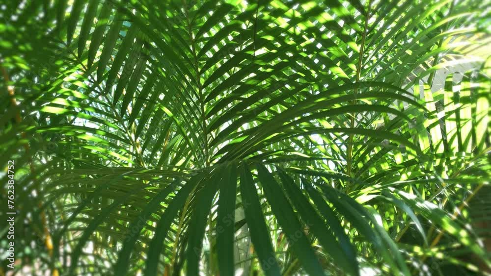 green palm leaf, holy leaf of Holy Week Palm Sunday, religious symbol ...