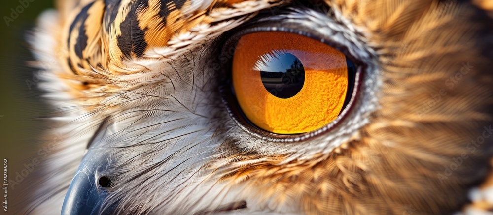 A close up of a bird of prey with yellow eyes from the Galliformes ...