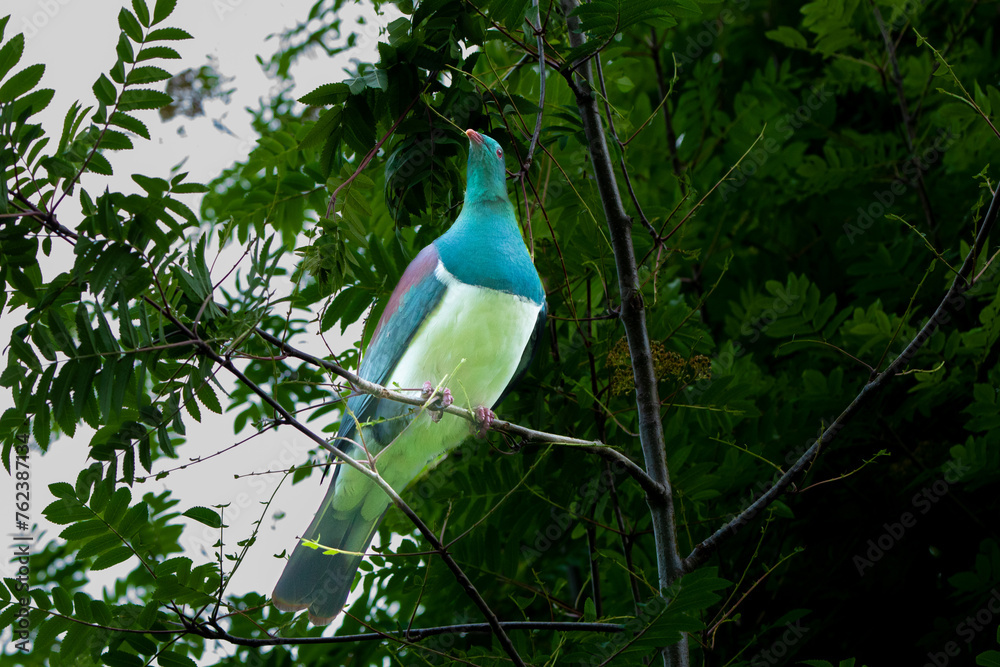 A distinctive kererū (Hemiphaga novaeseelandiae) or New Zealand pigeon ...