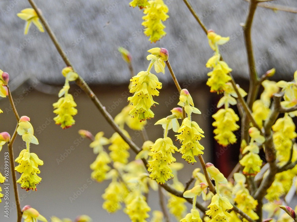 トサミズキとヒュウガミズキの違いは、花が淡黄色で葉よりも先に開き、花弁の先に覗く雄蕊が黄色いのがヒュウガ赤っぽいのがトサミズキ 素材庫相片 4599