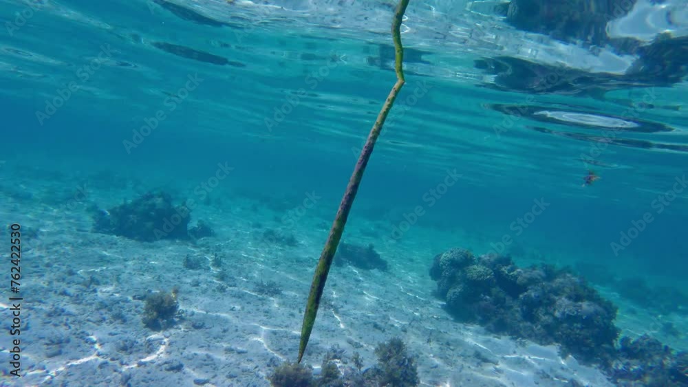 Mangrove pod in the sea. floating to a beach to establish and grow. 4k ...