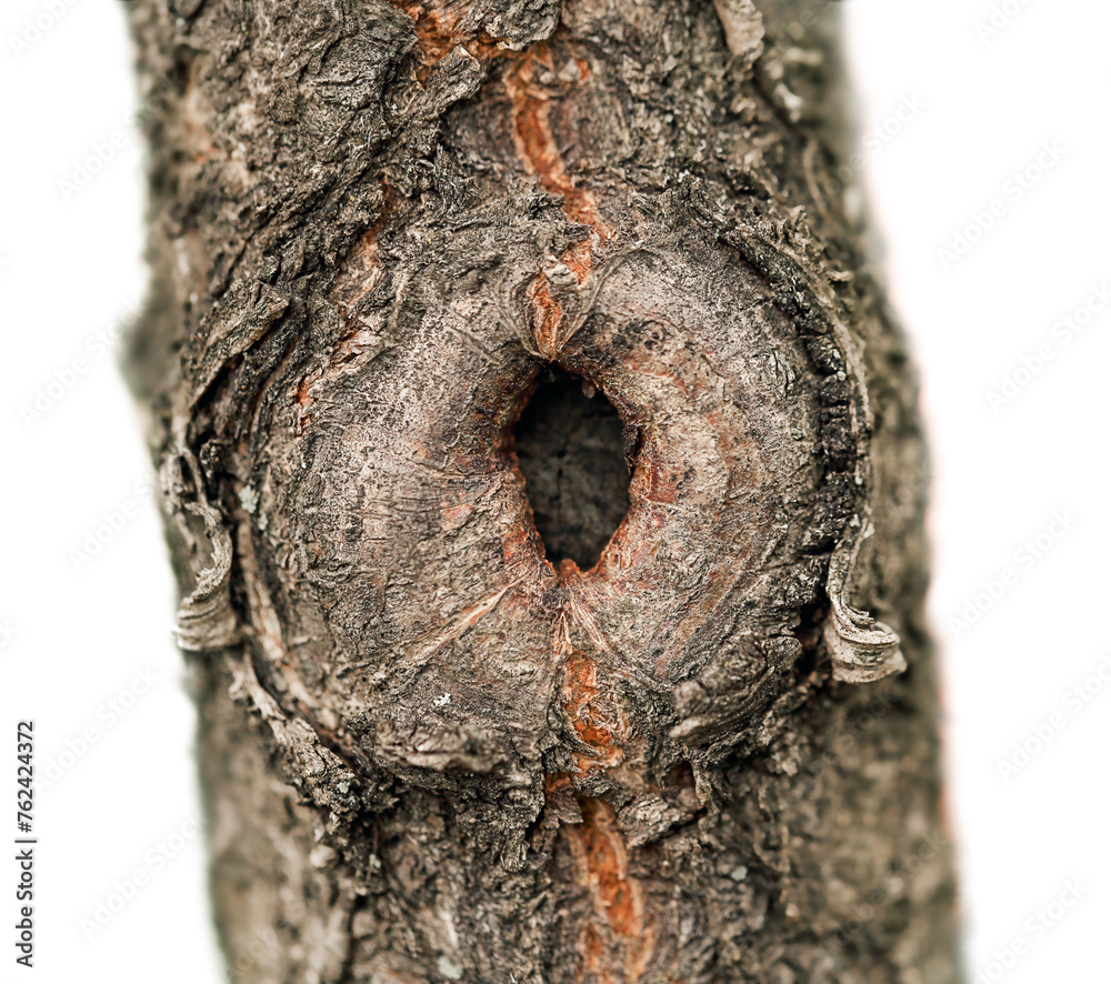 tree trunk with an improperly healed wound at the site of a low cut ...