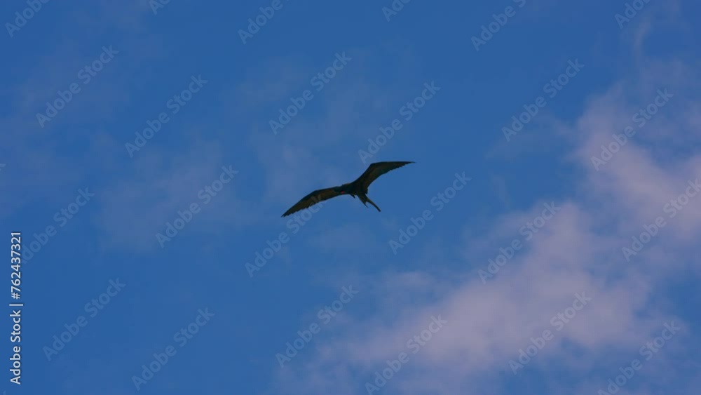 Birding in the Caribbean: flying Frigate bird in Super Slow Motion 4K ...