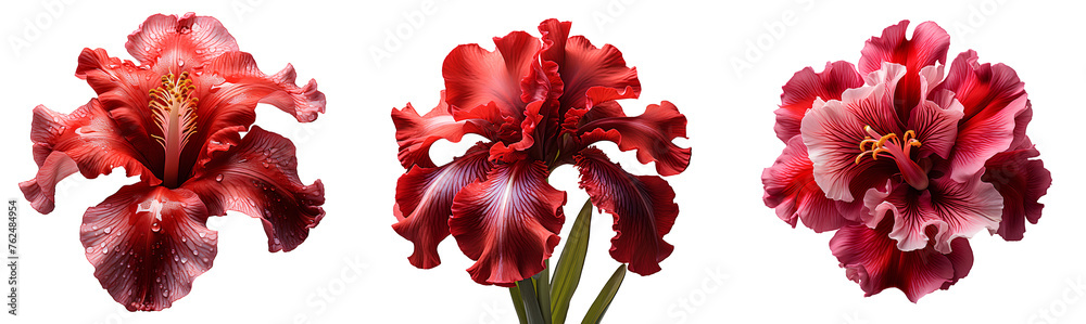 Red iris flower set PNG. Set of red iris flowers isolated. Red iris ...