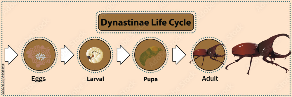 The life cycle of the Beetle's Dynastinae is breed, creating a tribe to ...