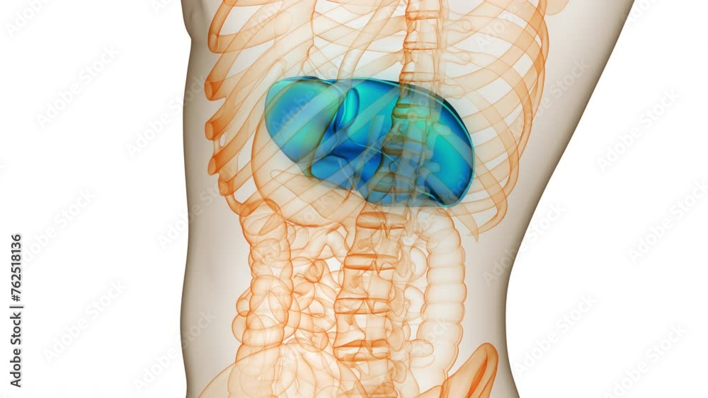 Human Internal Digestive Organ Liver Anatomy Animation Concept Stock ...