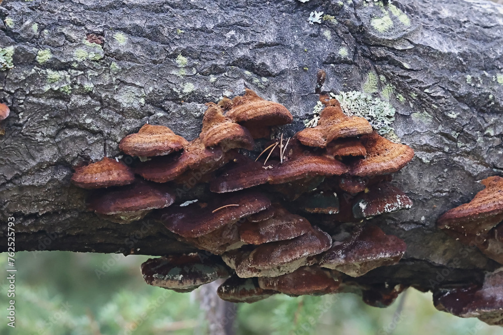 Fox bracket fungus, Inonotus rheades, wild polypore from Finland Stock ...