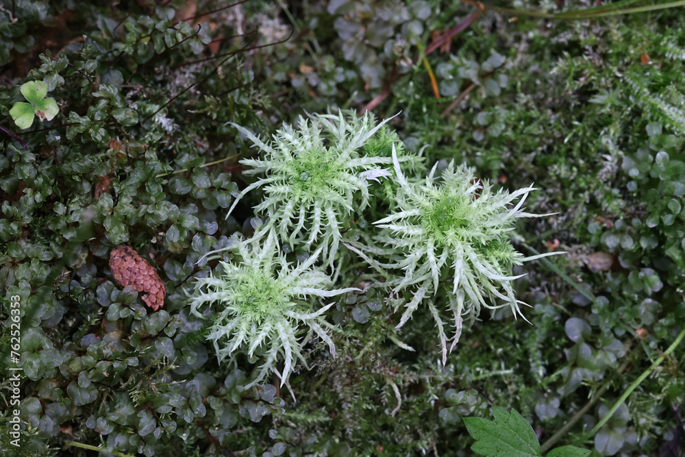 Spiky bog-moss, Sphagnum squarrosum, also known as spreading-leaved bog ...
