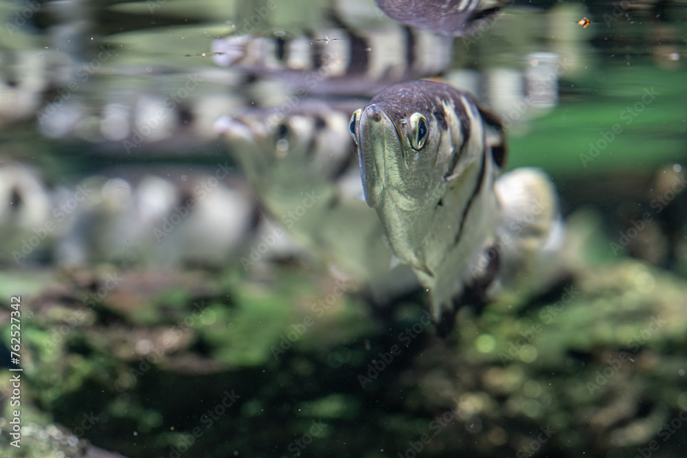 Spotted Archerfish below the surface in detail. Stock Photo | Adobe Stock