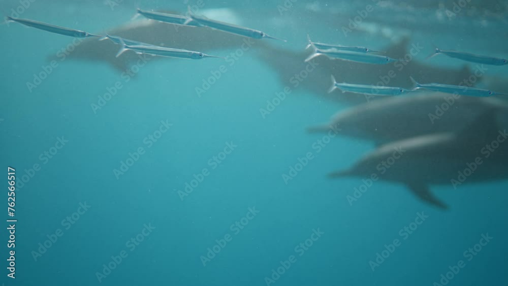 Common Dolphins pod in blur background and little blue fish school in ...