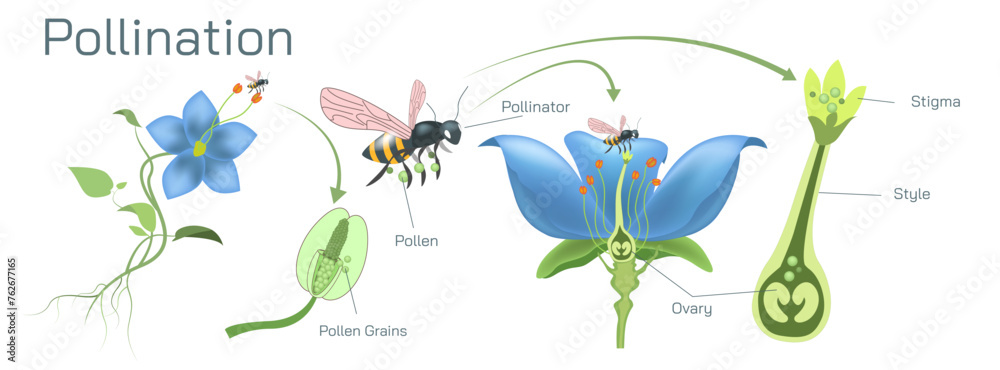 The process of transferring pollen grains from anther to stigma to ...