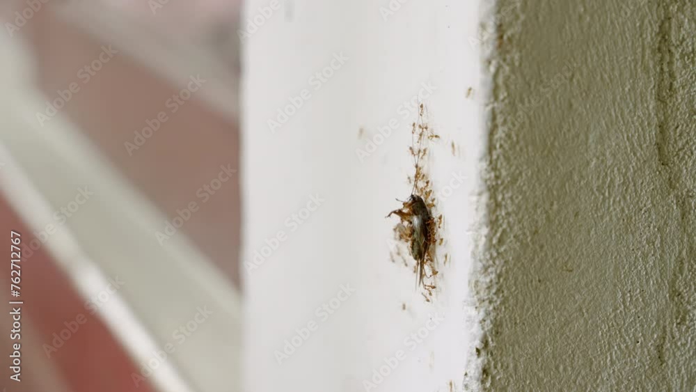 Coordinated ants hoist creepy dead cockroach up a wall, overcoming ...