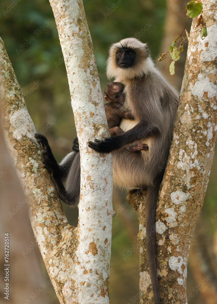 Black-footed gray or Malabar Sacred Langur - Semnopithecus hypoleucos ...