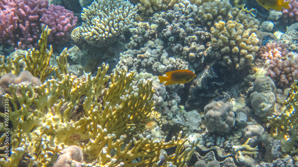 Yellow fire coral (Millepora) and Pomacentrus sulfureus tropical fish ...