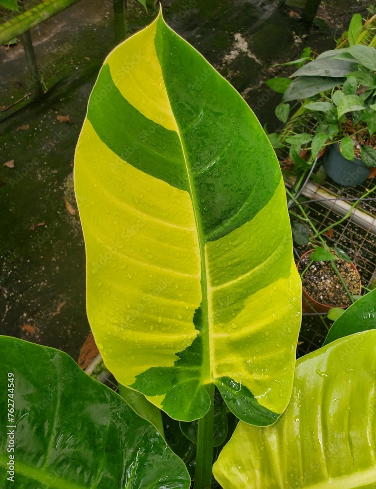The stunning yellow and green leaf of the variegated Philodendron ...