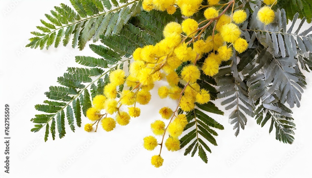 silver wattle tree branch isolated transparent png mimosa spring ...
