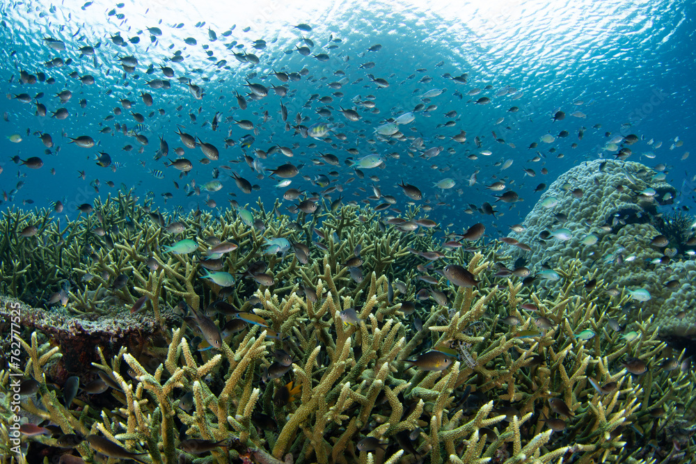 Damselfish feed on zooplankton above a shallow, biodiverse reef in Raja ...