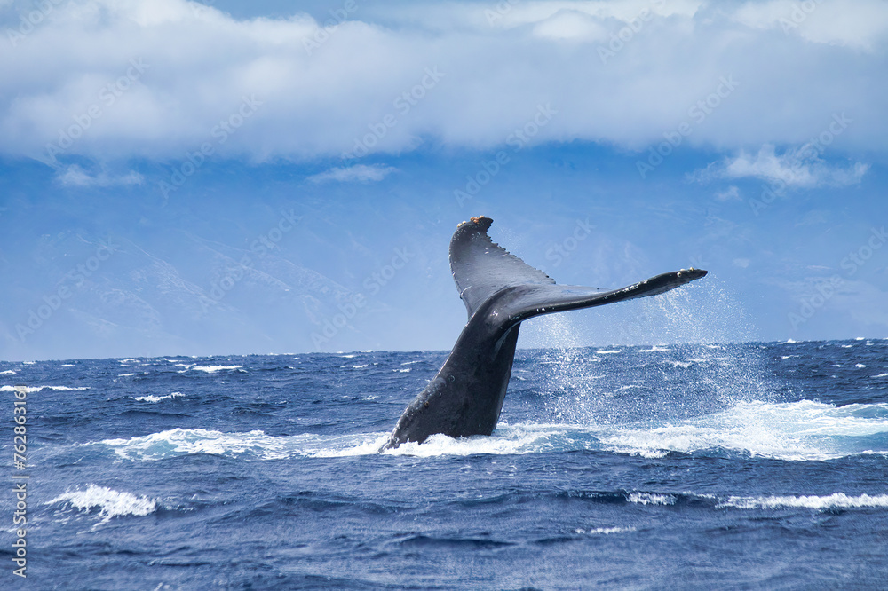 Humpback whale slapping its tail on the ocen surface on Maui. Stock ...