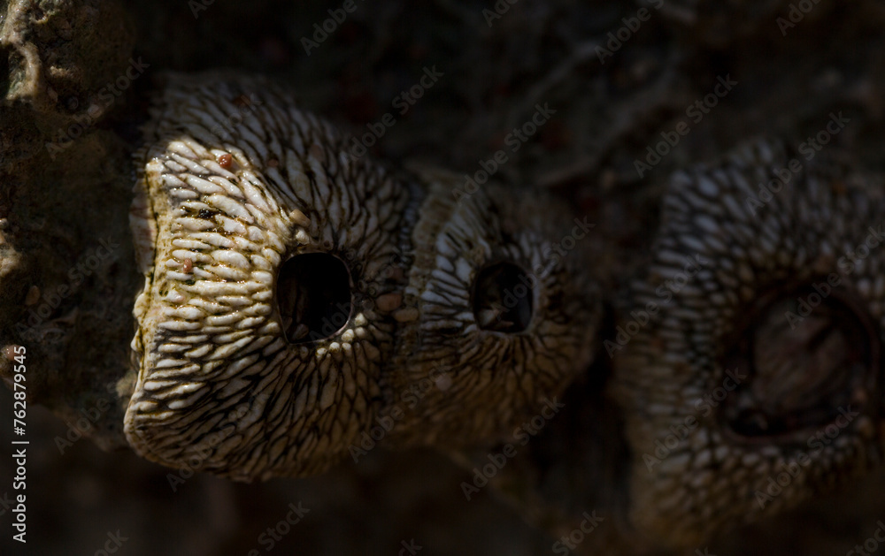 Tetraclita squamosa - Thatched barnacle. Balanus (Balanomorpha) is a ...