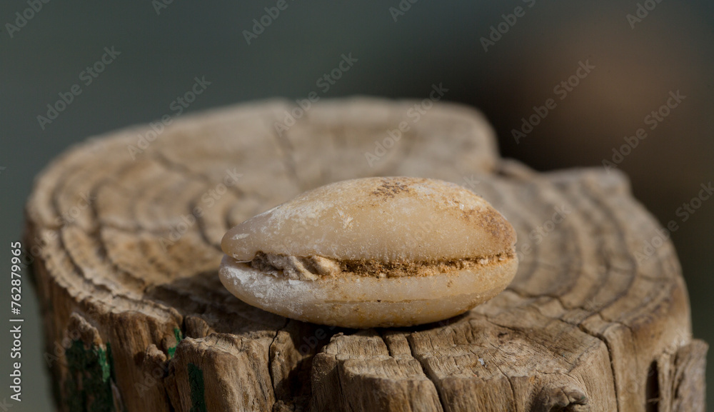An extinct fossil shell of cypraea cowrie. Mauritia mauritiana ...