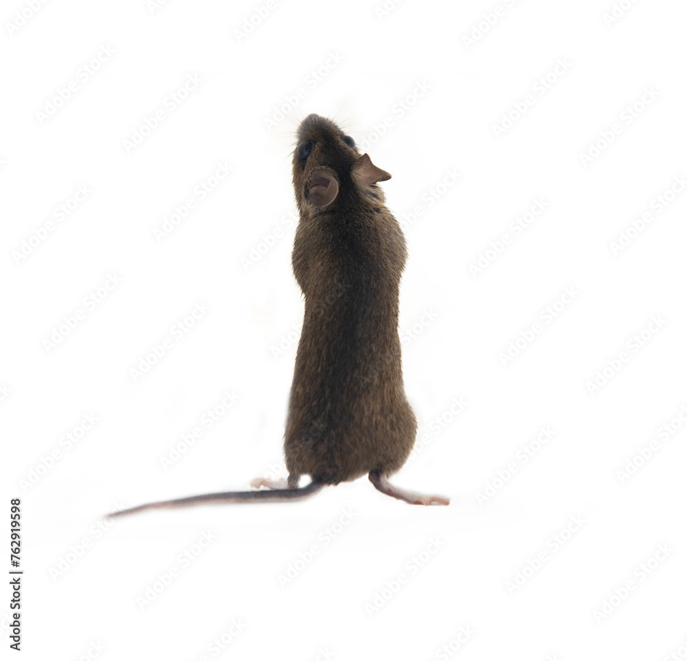 Theriology and deratization. Wild forest and field mice (Apodemus and ...