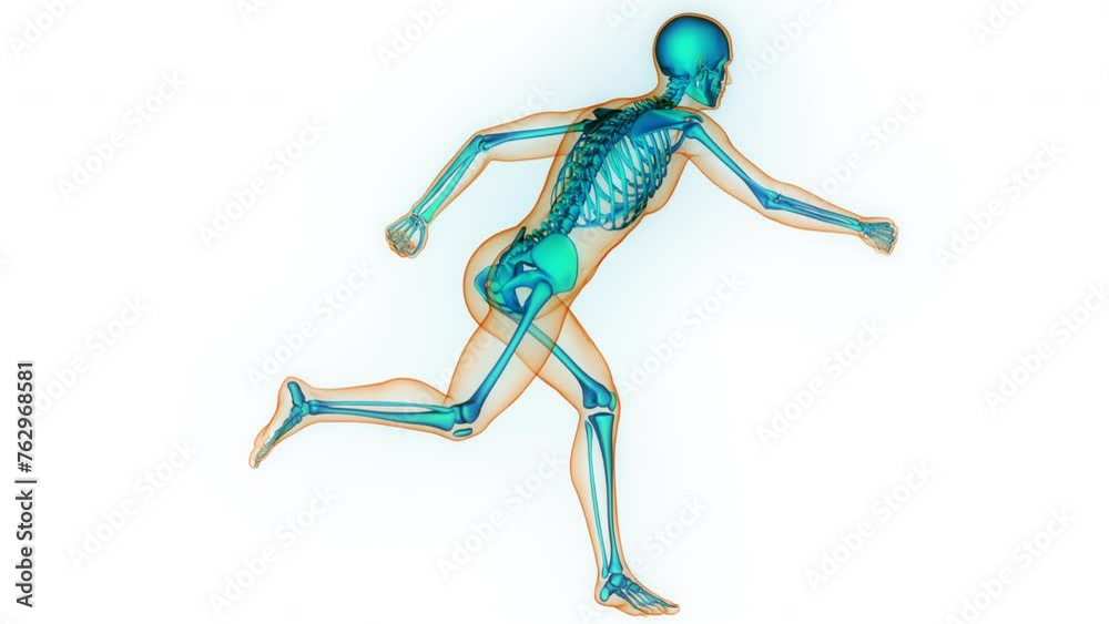 Human Skeleton System Bone Joints Anatomy Animation Concept Stock Video ...