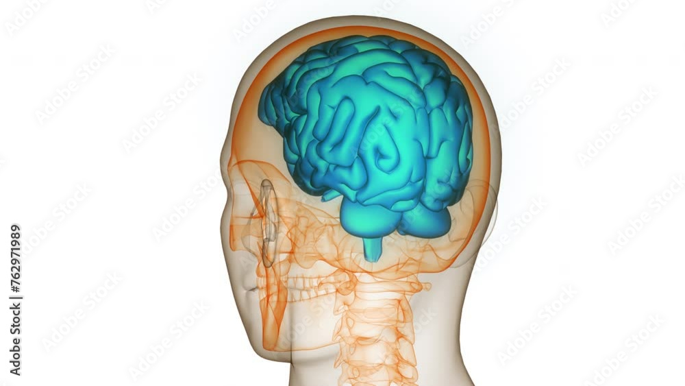 Central Organ of Human Nervous System Brain Anatomy Animation Concept ...