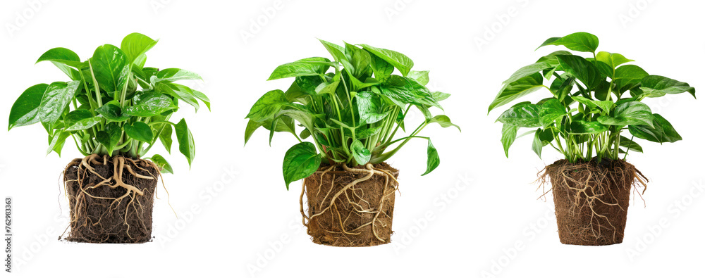 set of potted houseplant with a healthy root system isolated on ...