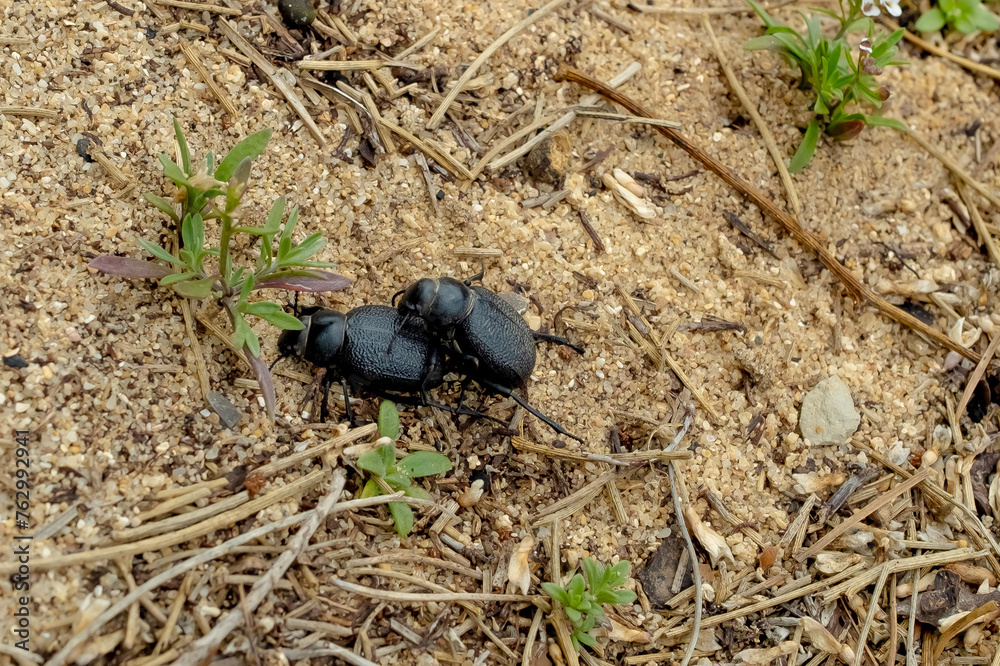 Black Beetles Crawling in Sandy Two black beetles traverse the sandy ...