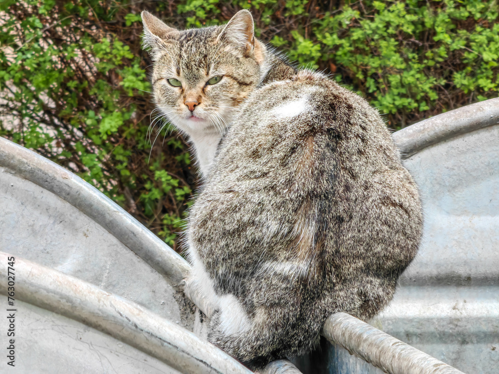 The curious case of the grumpy stray, fat stripped cat resting on the ...