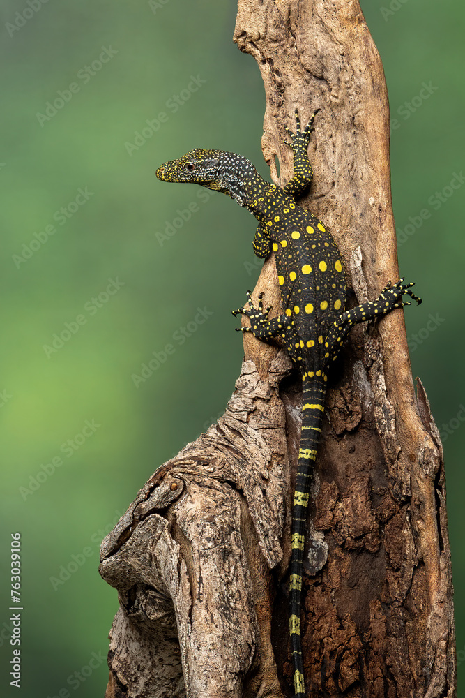 The Crocodile Monitor or Papuan Monitor or Salvadori's Monitor (Varanus ...