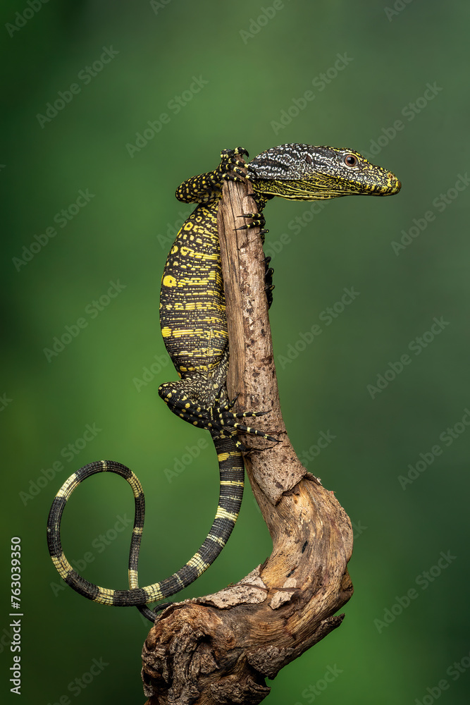 The Crocodile Monitor or Papuan Monitor or Salvadori's Monitor (Varanus ...