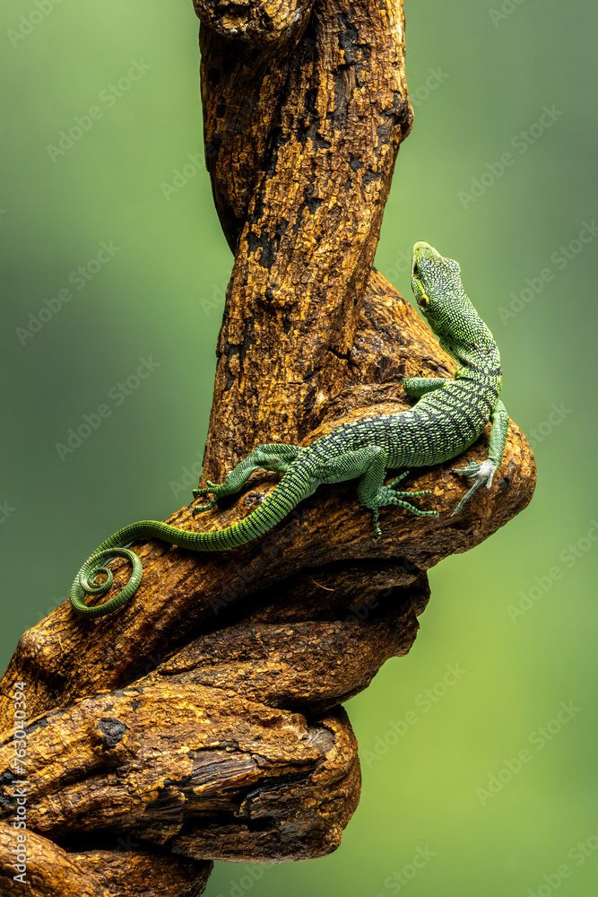 The Green Tree Monitor or Emerald Tree Monitor (Varanus prasinus) is a ...