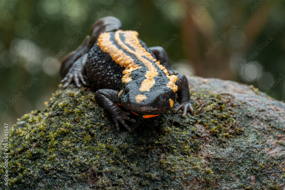 The Laos Warty Newt (Laotriton laoensis) or Laos Salamander is a ...