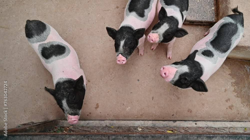 4K Close-up of a Big breeder pig in a cage on a pig farm, Pig Breeding ...