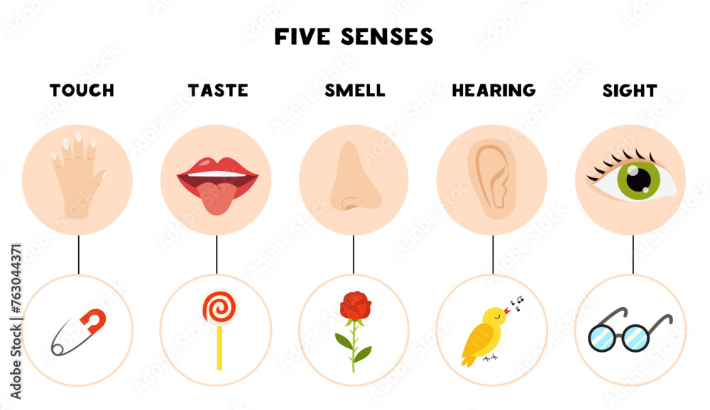 Five senses organs, vector illustration. Sight hearing taste touch ...
