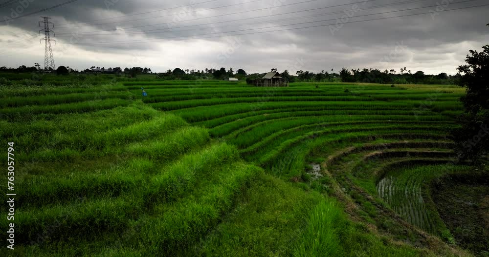 Rows of rice field on different tiers along slope, Bali countryside ...
