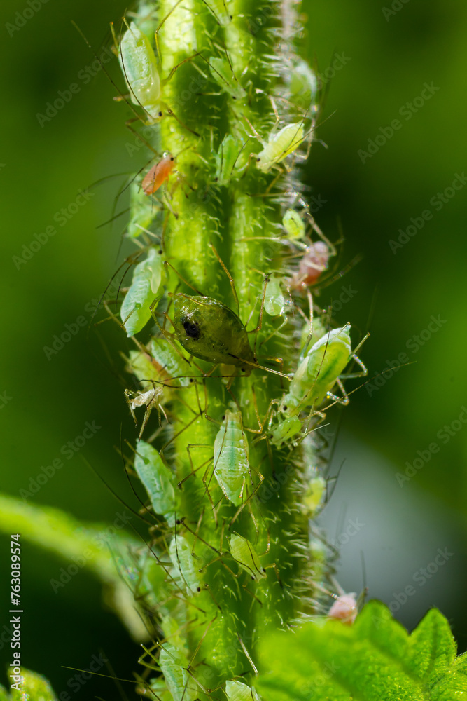 Macrosiphum rosae, the rose aphid is an aphid of the family Aphididae ...