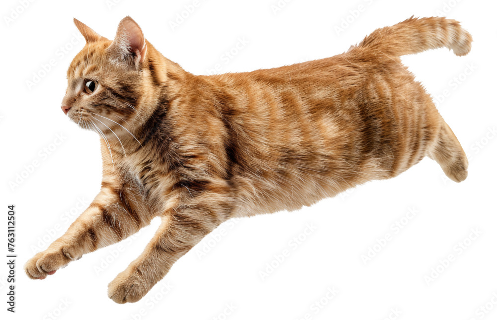 Tabby cat jumping, cut out - stock png. Stock Photo | Adobe Stock