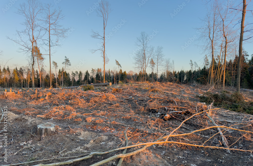 Deforestation and forest clearance. Illegal logging. Forest destruction ...