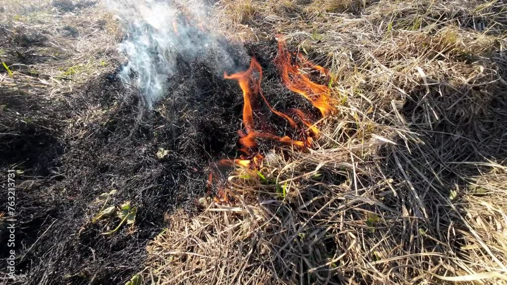 Fire grass in farm field. Dry Grass Fires in drought. Fire destroys ...