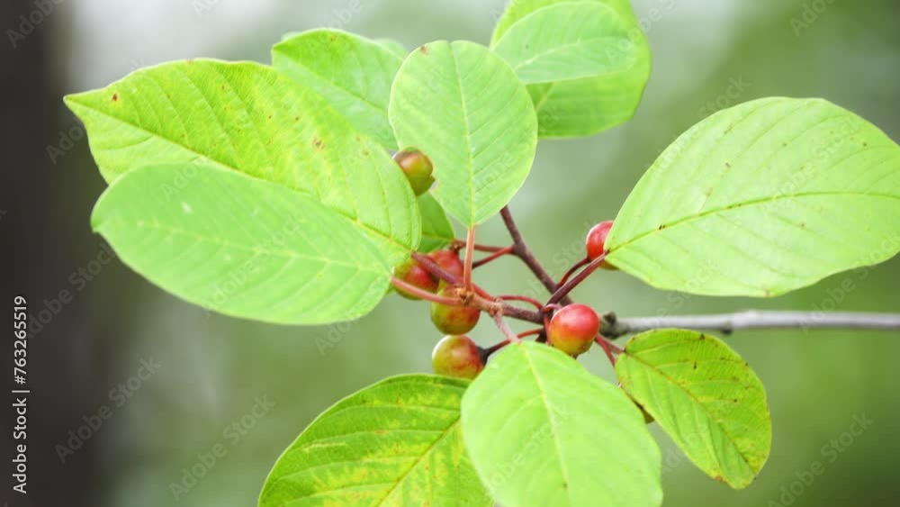 Frangula alnus, commonly known as alder buckthorn, glossy buckthorn, or ...