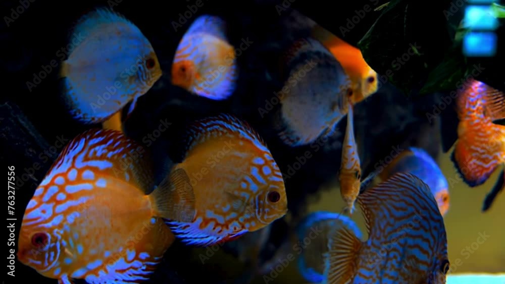 Vidéo Stock Discover the vibrant beauty of discus fish as they ...