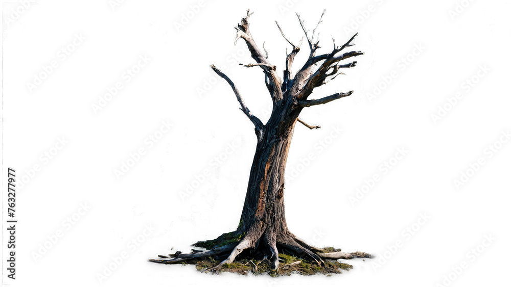 Dead tree PNG, Dead tree PNG transparent images, dead tree background ...