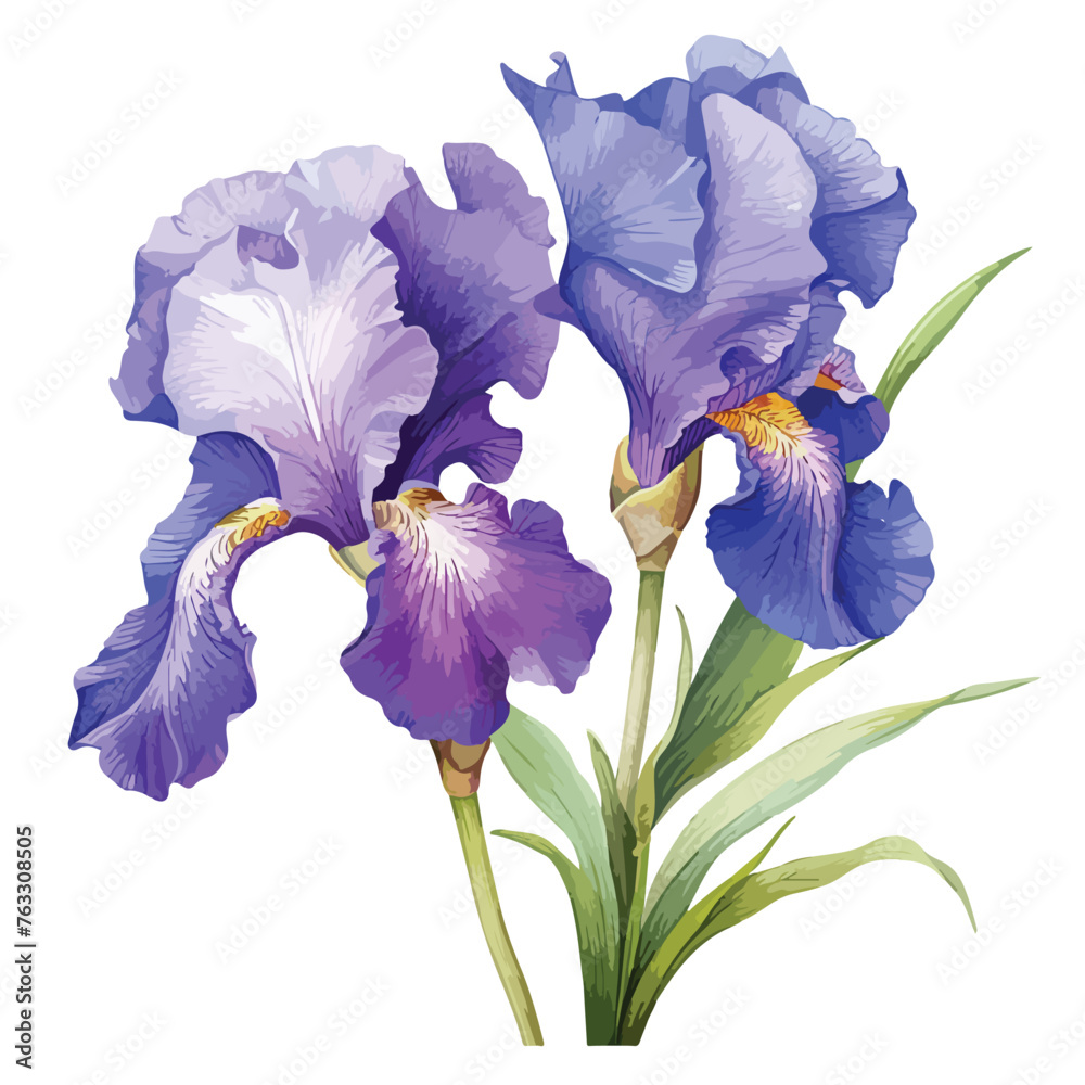 Bearded Iris clipart isolated on white background Stock Vector | Adobe ...