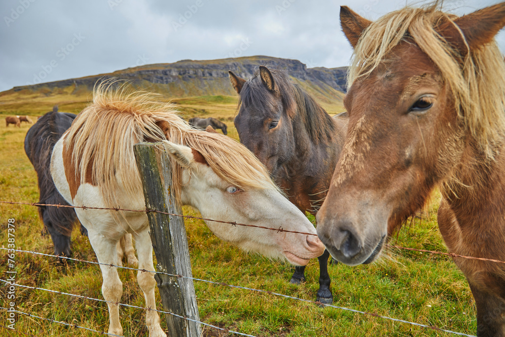Icelandic ponies stand together behind a fence in a grass pasture near ...