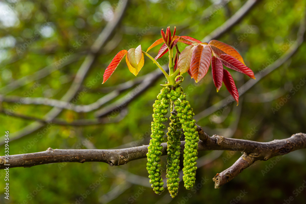 Walnut twig in spring, Walnut tree leaves and catkins close up. Walnut ...