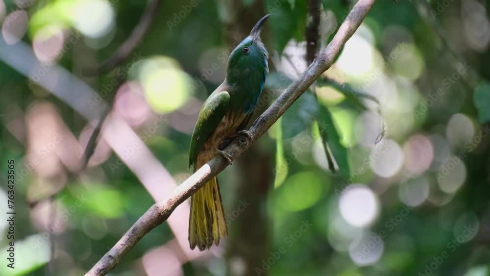 Blue-bearded Bee-eater Nyctyornis athertoni, Thailand. Camera zooms out ...